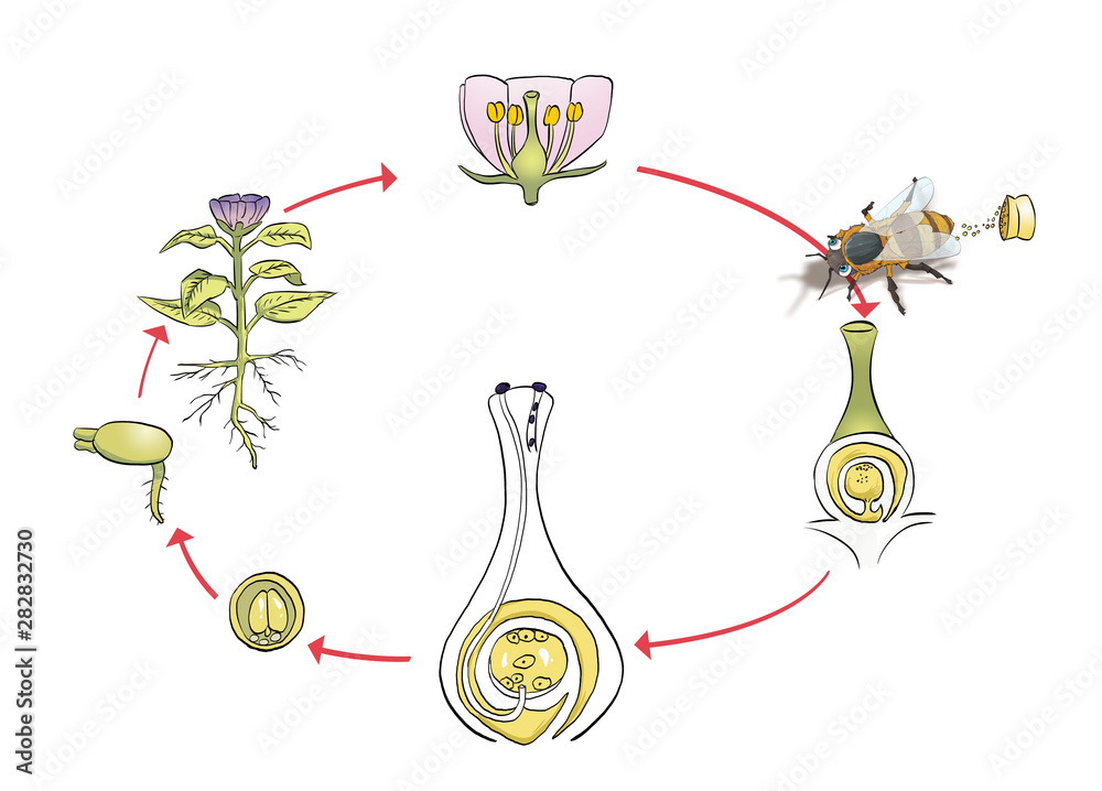 stages of pollination in plants Stock Illustration | Adobe Stock