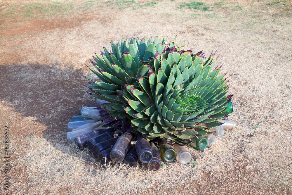 Aloe polyphylla or Spiral aloe close up, beautiful evergreen succulent ...