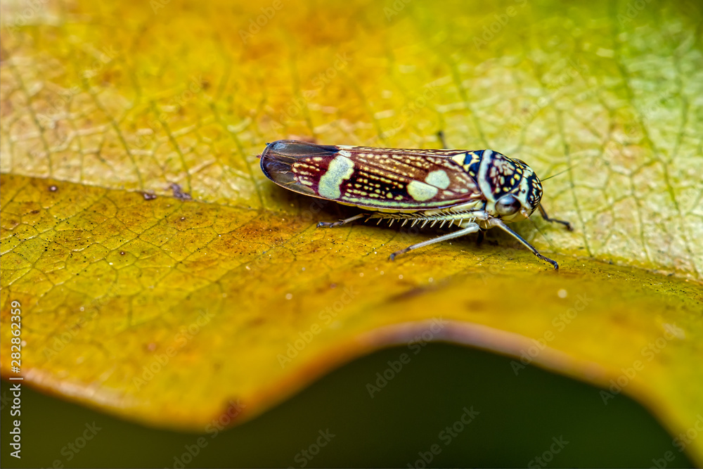 Fotka „Bug Macugonalia leucomelas aka Cigarrinha - Macro photography of ...