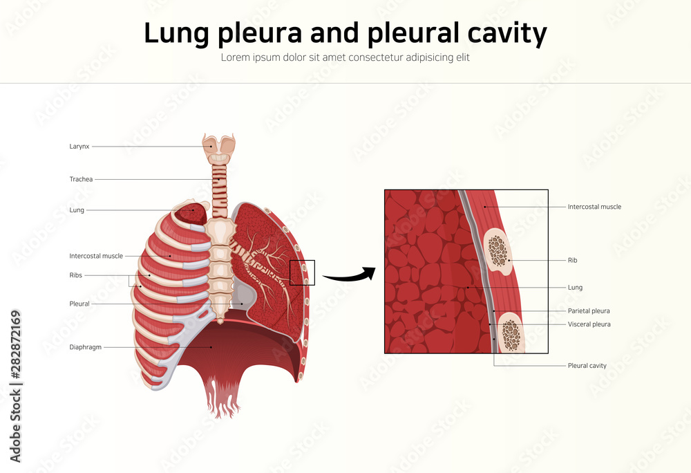 Lung pleura and pleural cavity Stock Vector | Adobe Stock