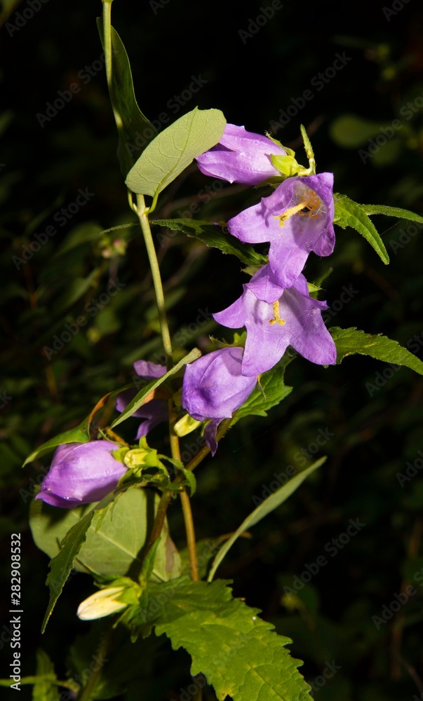 Fleurs du Québec Stock Photo | Adobe Stock