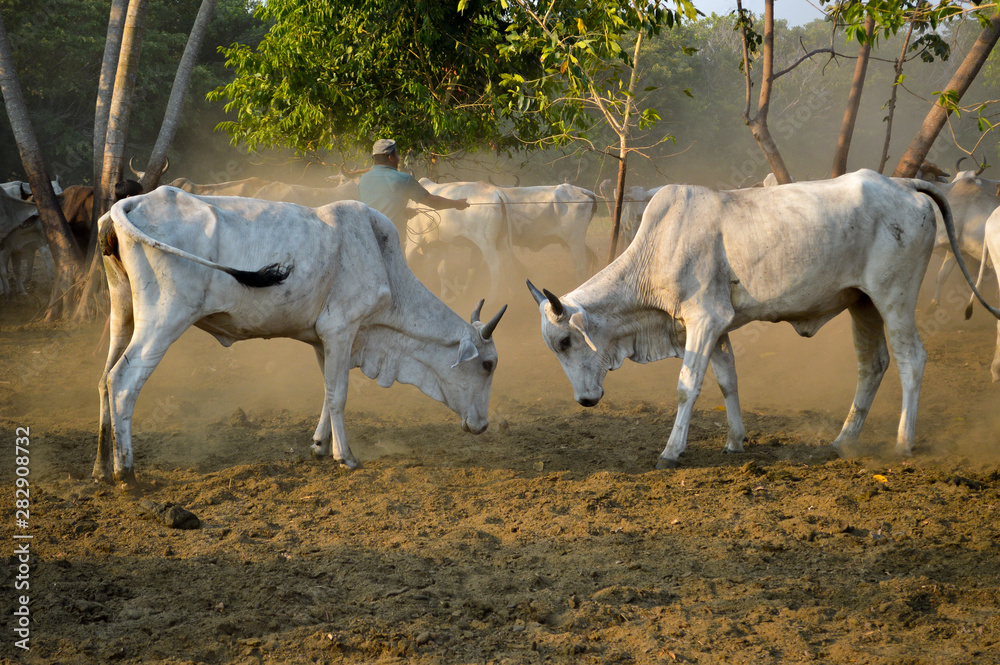 Two white dairy cows facing each other preparing to face each other in ...
