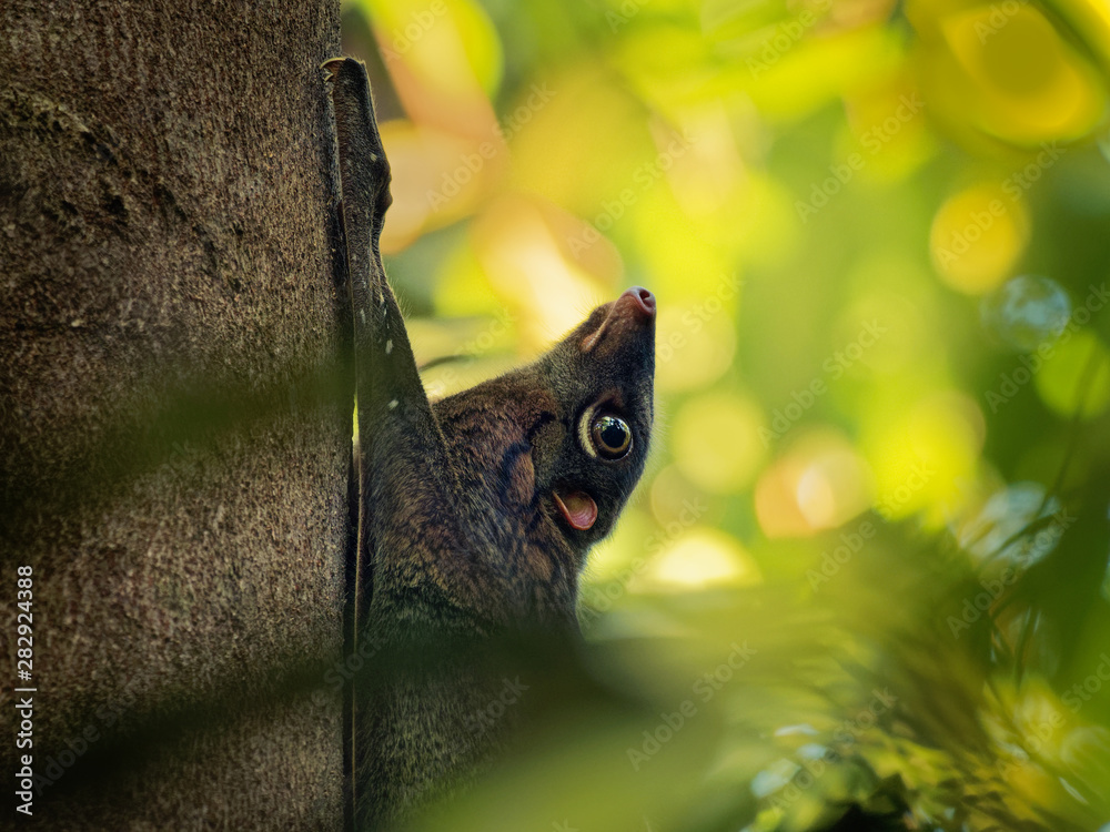 Colugo Flying
