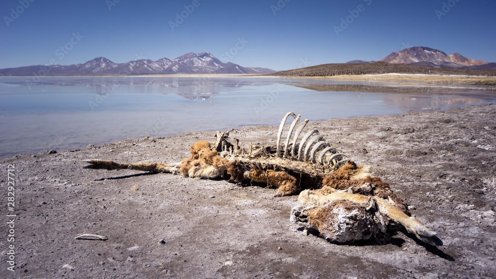 Vicuña muerta, esqueleto y huesos en lago Stock Photo | Adobe Stock