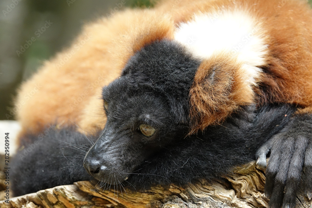 Maki Vari Roux en plein sommeil Stock Photo | Adobe Stock