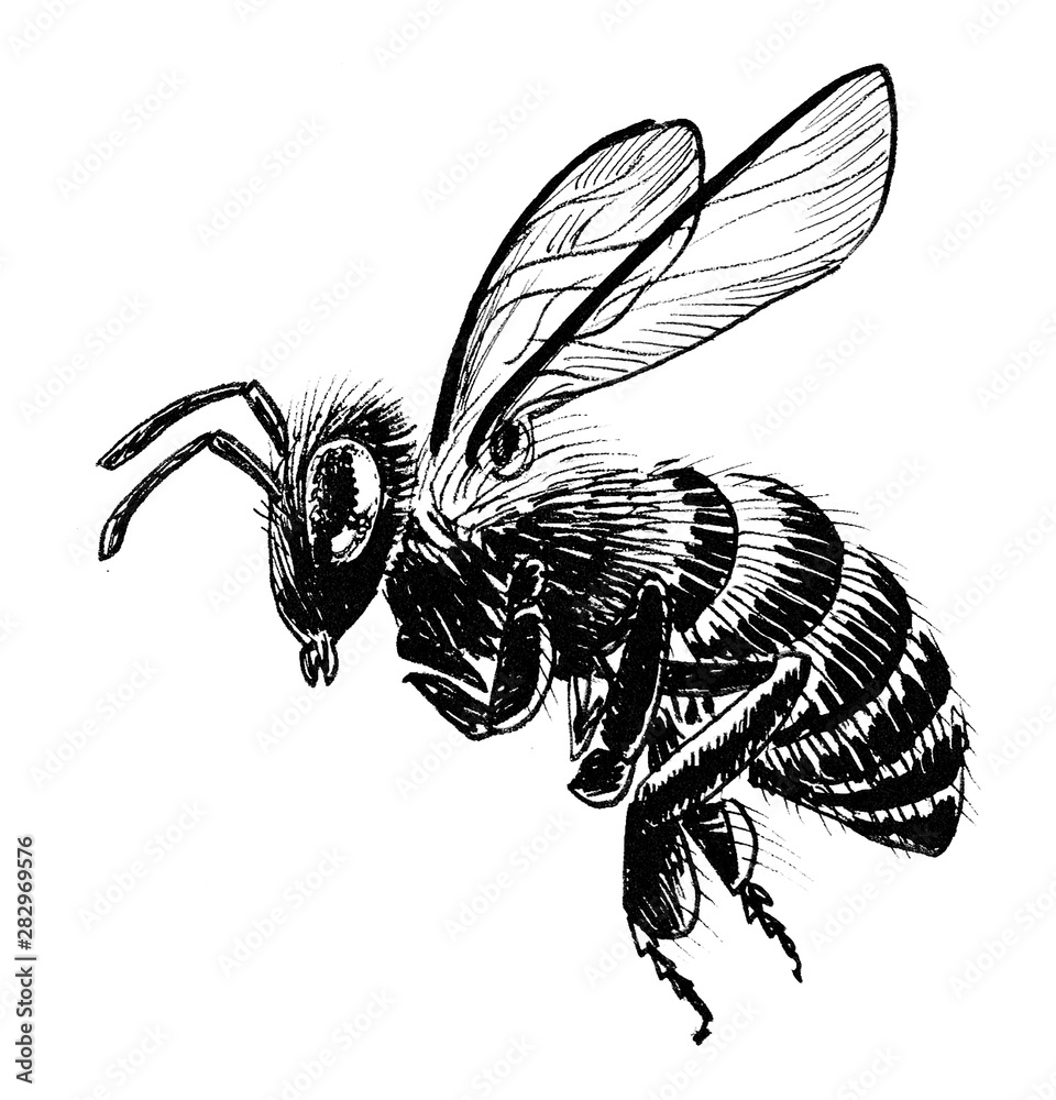 Flying bee. Ink black and white drawing Stock Illustration | Adobe Stock