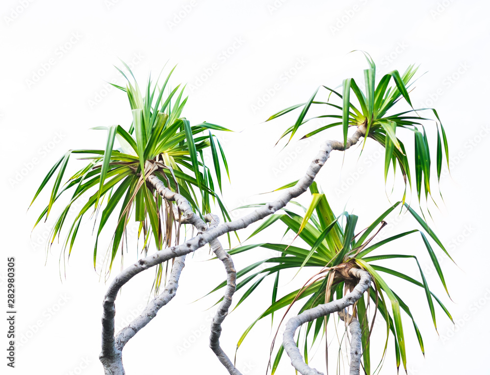 Branches of Hawaiian hala tree with leaves (lauhala) on white ...