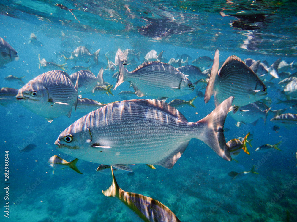School of fish with yellow tipped fins swimming underwater in the ...