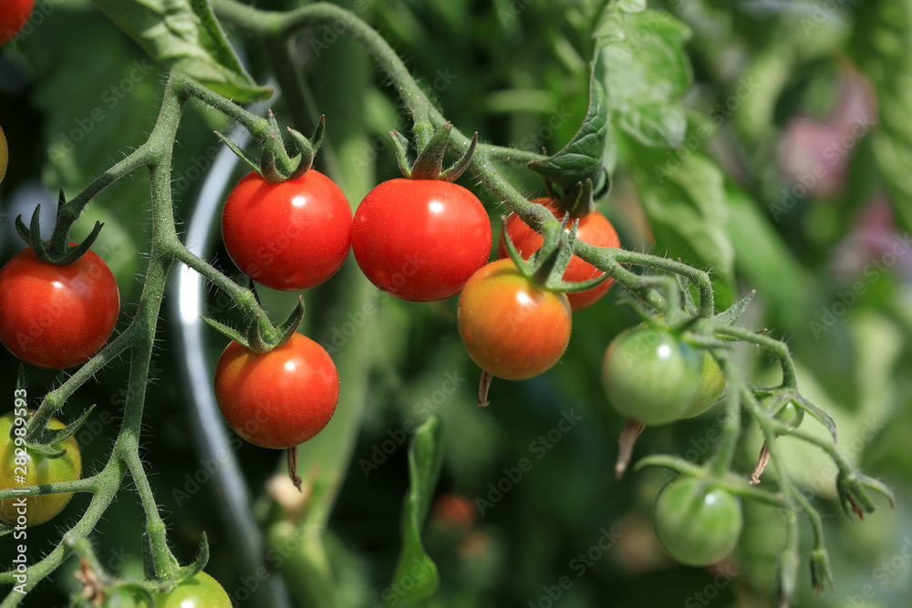 Kirschtomaten Stock Photo | Adobe Stock