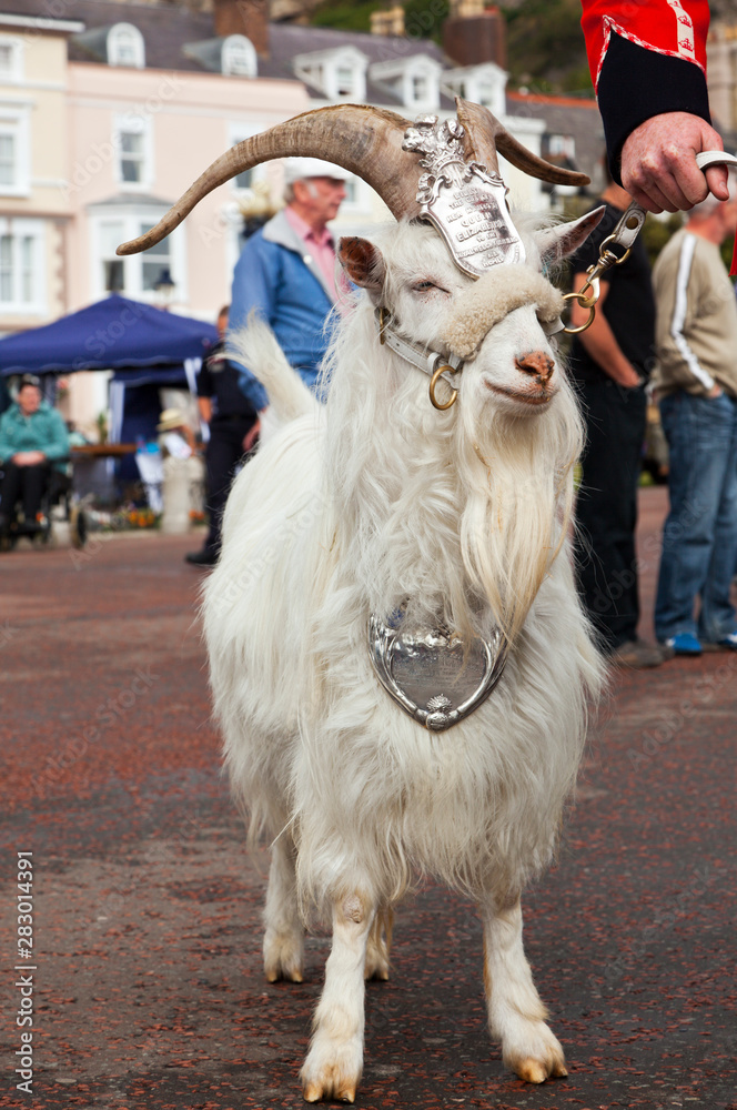 Llandudno, Wales - July 10, 2011: Willieam Windsor aka Billy, Kashmir ...