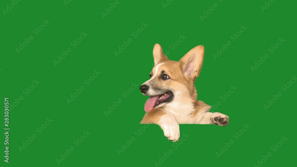 dog peeps, looks and barks on a green screen Stock Video | Adobe Stock