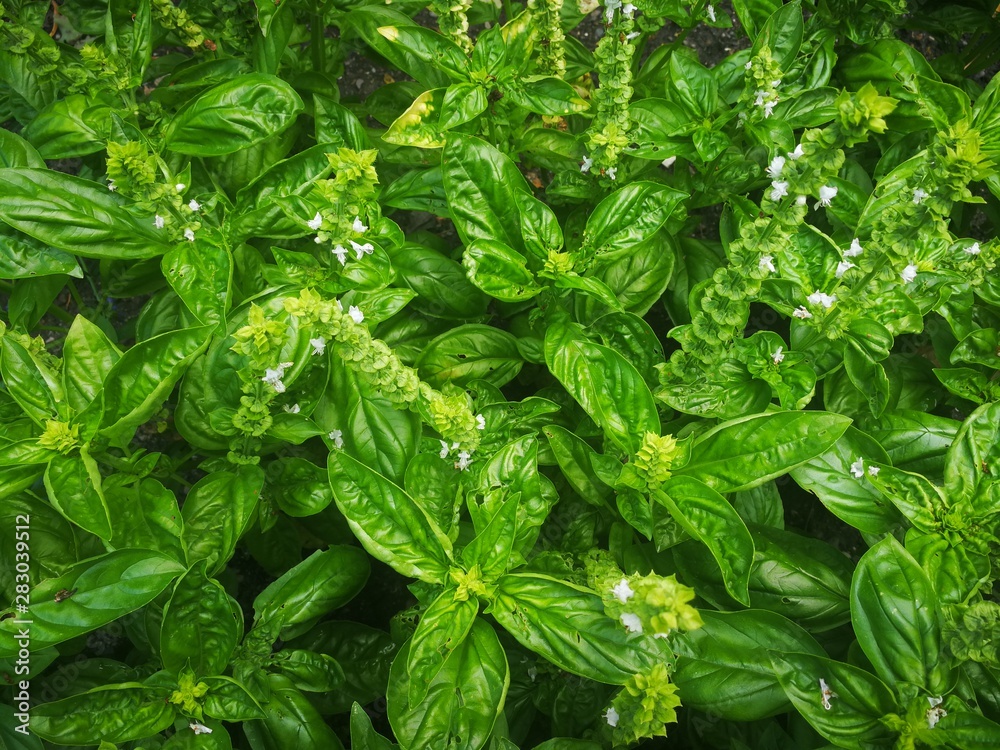 Basil (Ocimum basilicum), also called Great Basil or Saint-Joseph's ...