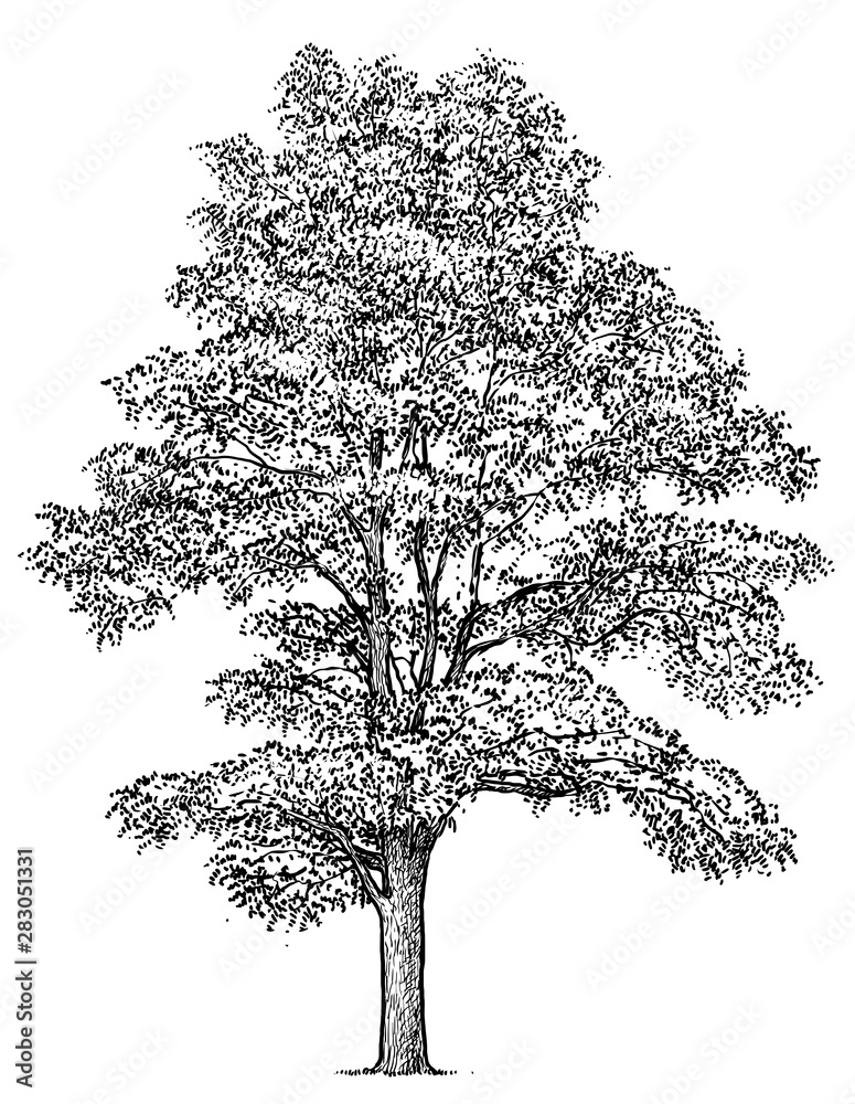 Black locust tree illustration, drawing, engraving, ink, line art ...
