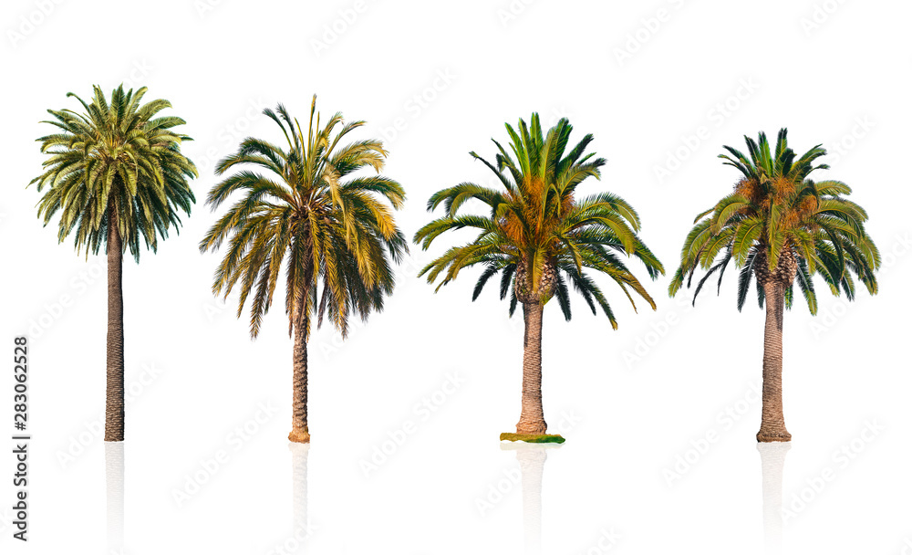 Four palm trees isolated on white background Stock Photo | Adobe Stock