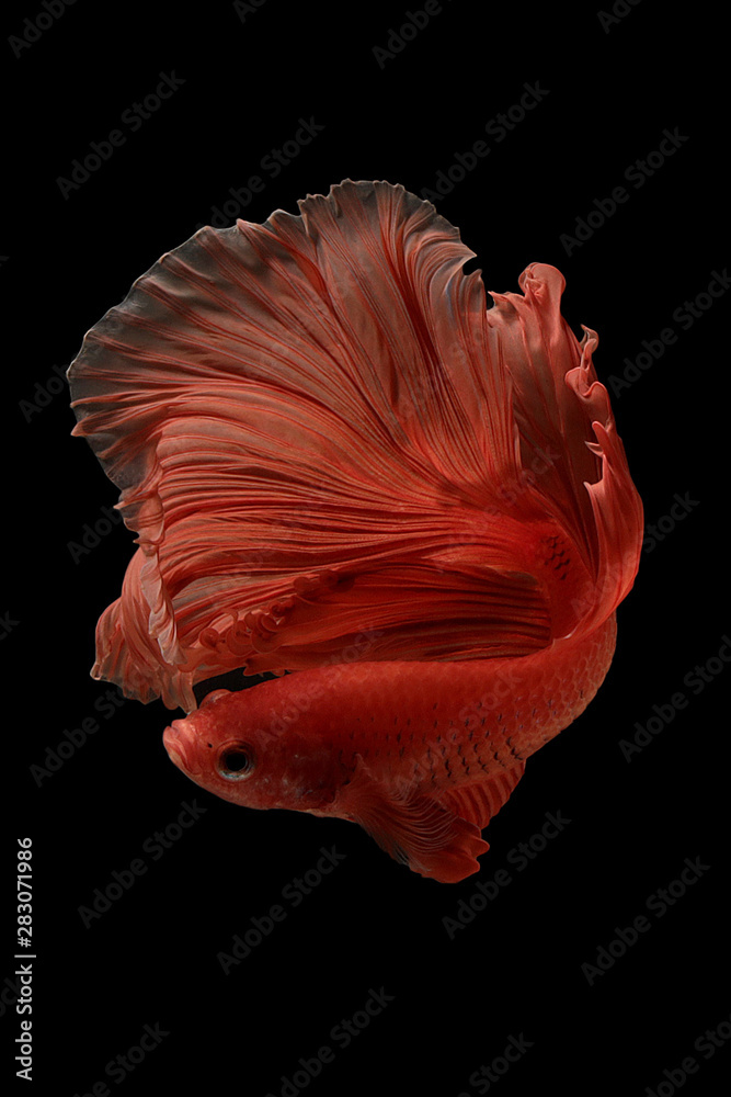 red color of Siamese fighting fish betta Thailand fish movement Stock ...