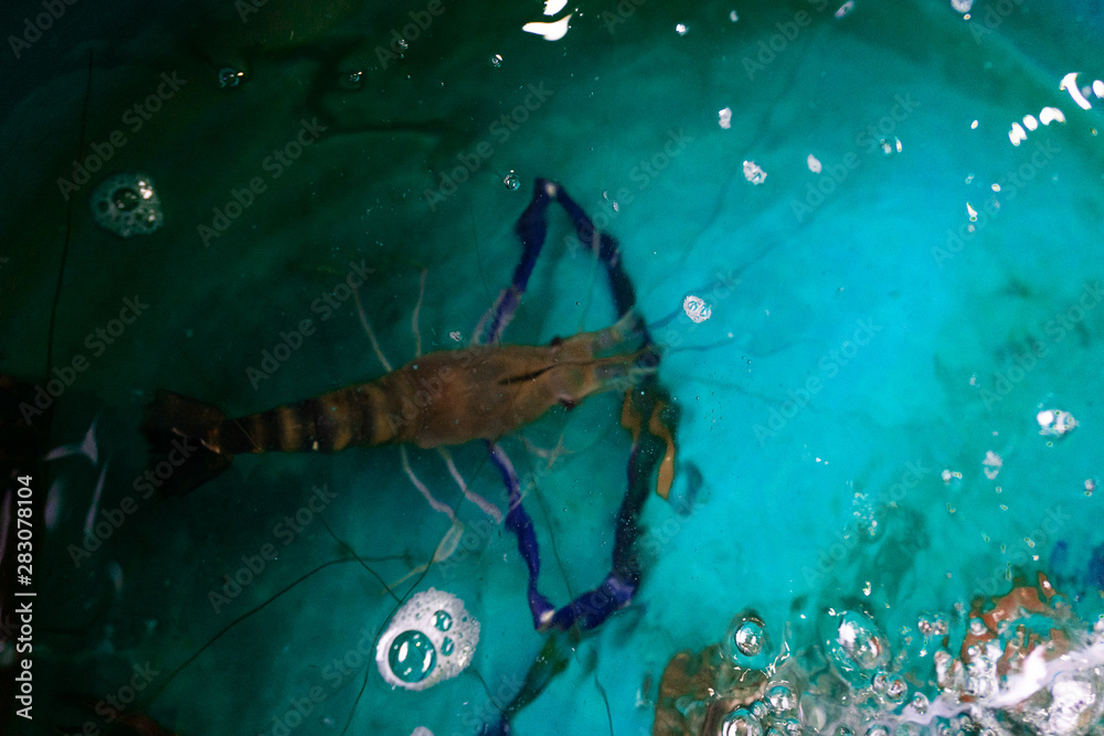 River shrimp or river prawn, Giant freshwater prawn, giant river shrimp ...