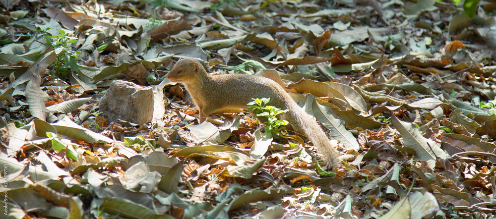 Mongoose mungo the killer of poisonous snakes Stock Photo | Adobe Stock