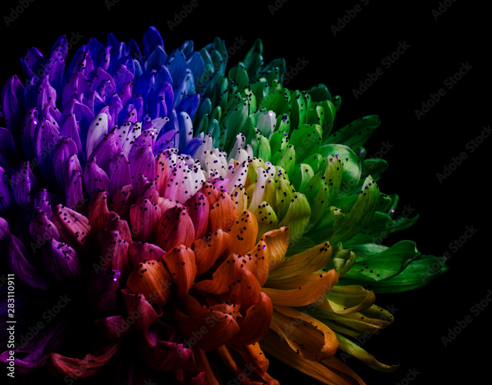 Low Key Flower Photography | Best Flower Site