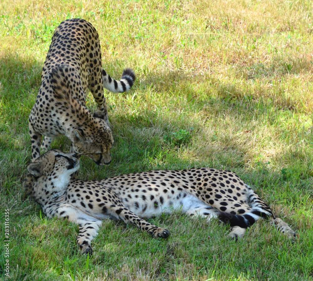 The cheetah is a large-sized feline inhabiting most of Africa and part ...