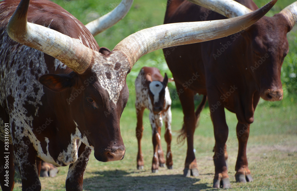 Ankole-Watusi mother and calf is a modern American breed of domestic ...