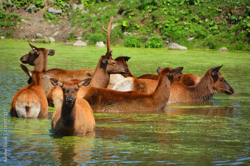 The elk, or wapiti is one of the largest species within the deer family ...