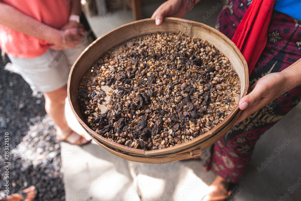 Balinese coffee luwak poop and ready for sorting for coffee beans Stock ...