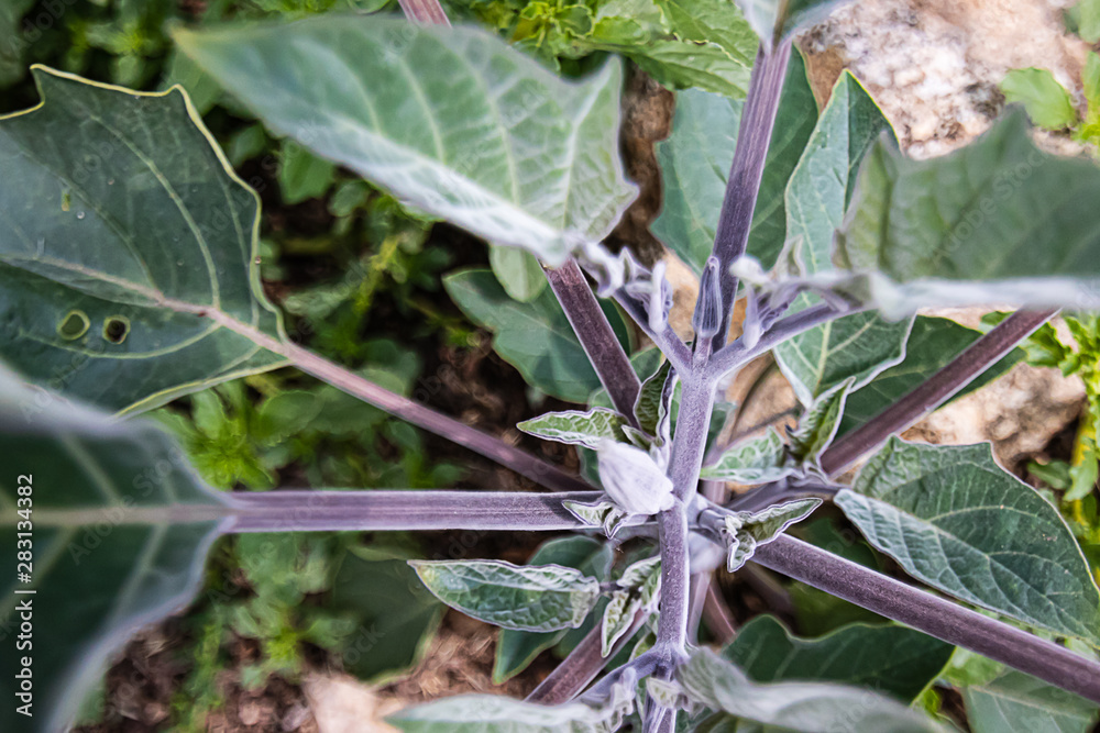 wide serrated edge leaf weed with purple stems and eep white veins ...
