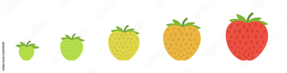 Strawberry ripeness stages. Harvesting and ripening berry. Vegetable ...