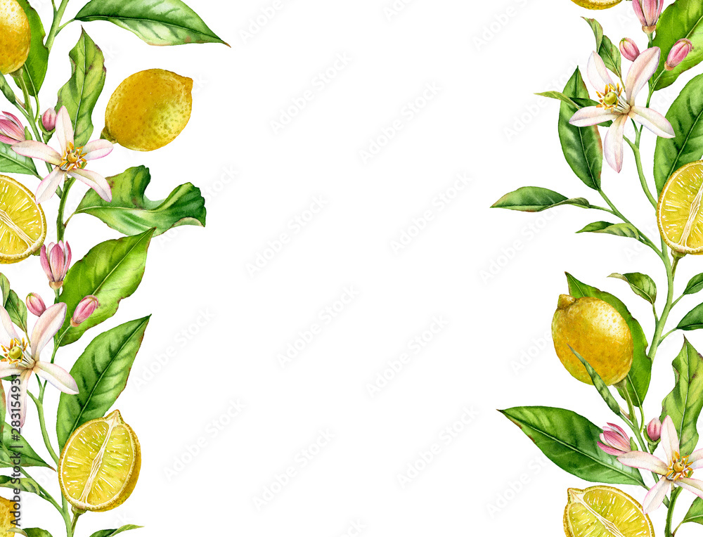 Lemon fruit branch with flowers horizontal frame realistic botanical ...
