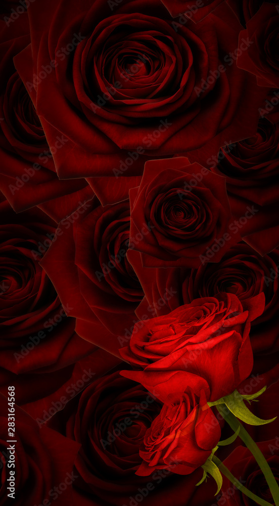 High resolution photo montage of romantic red roses,with subdued roses ...