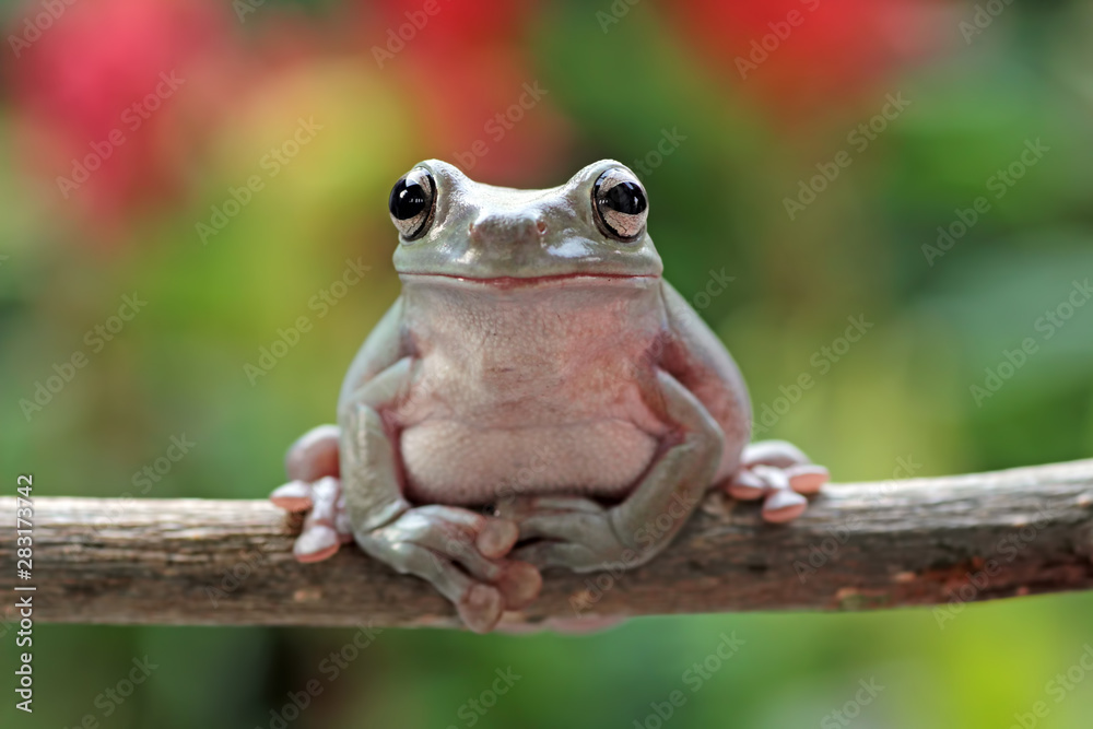 frog sitting on branch, green tree frog Stock Photo | Adobe Stock