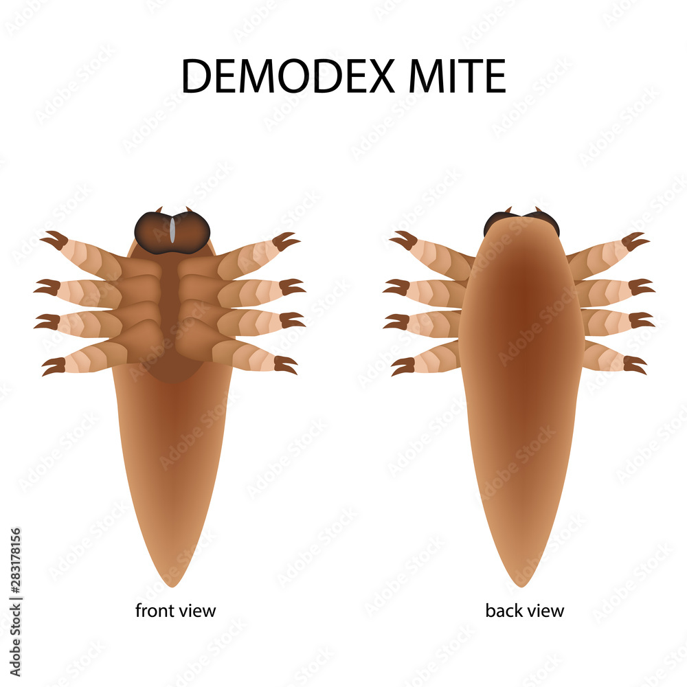 The structure of the demodex mite. Front view and rear view ...