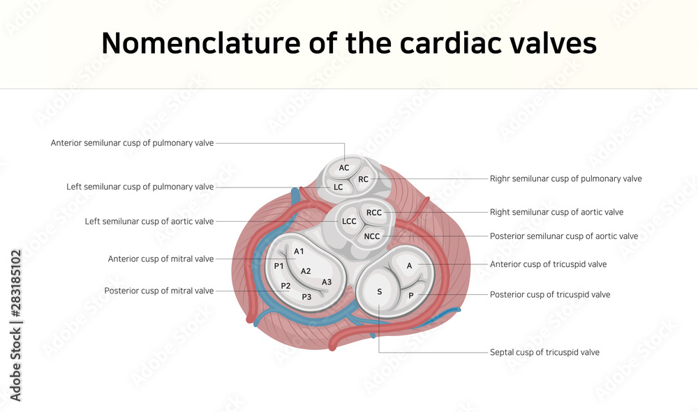 Nomenclature of the cardiac valves Stock Vector | Adobe Stock