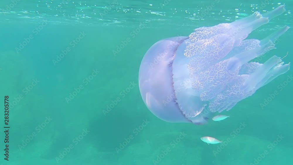 Close-up of a Rhizostoma pulmo, also known as barrel jellyfish, dustbin ...