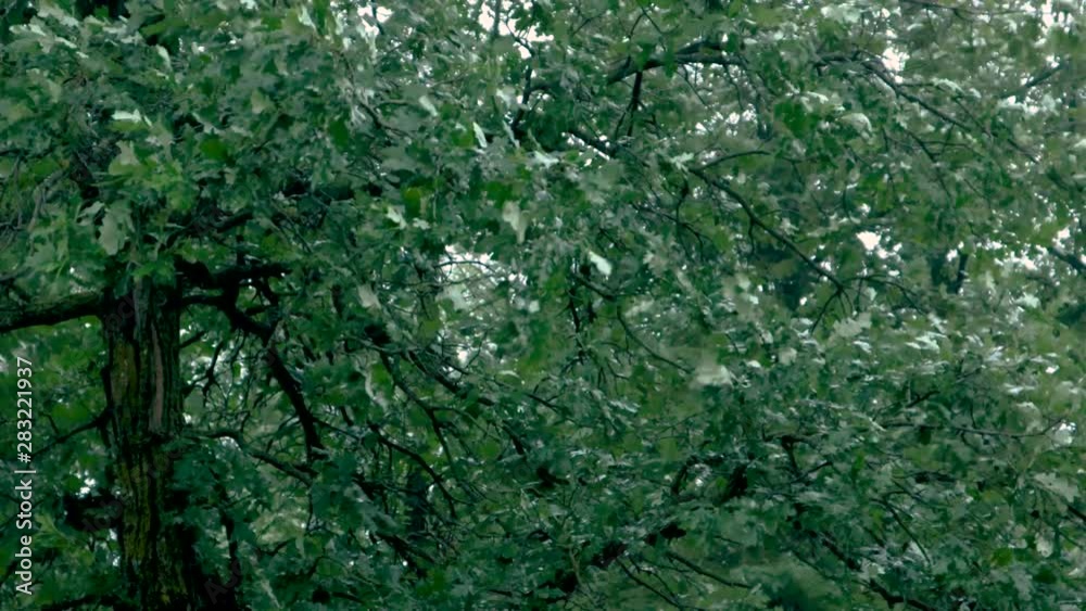 Oak tree twigs and leaves giving in to a heavy storm. Strong storm wind ...