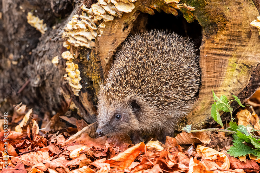 Hedgehog, wild, native, European hedgehog in natural woodland habitat ...