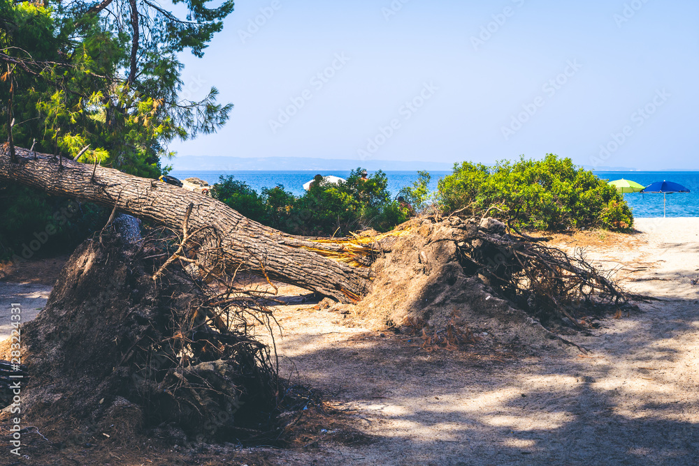 fallen trees on beaches in Greece Stock Photo | Adobe Stock