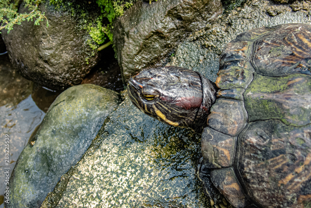 A mature red-eared slider head close up. The red-ear turtle is the most ...