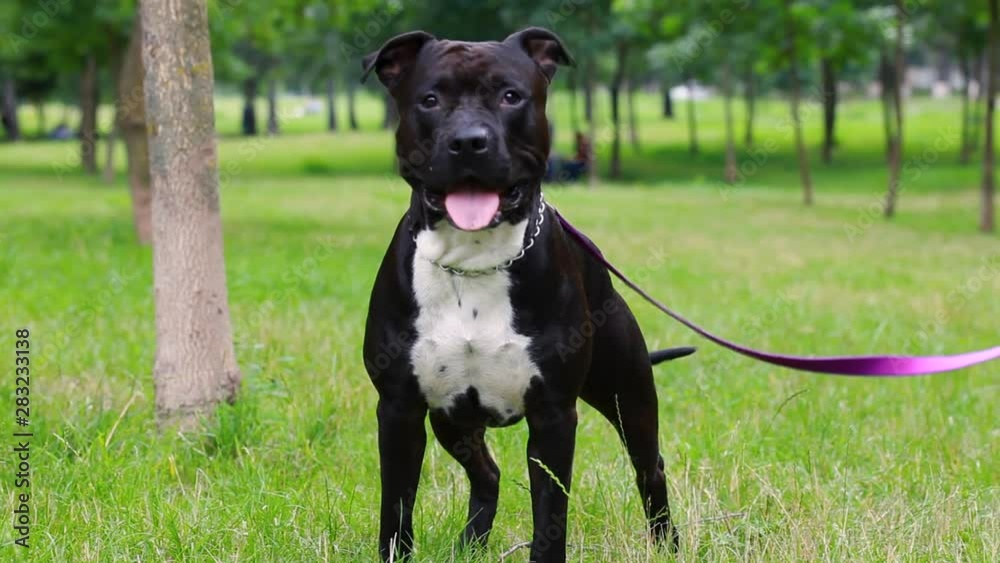American staffordshire terrier boy in a stand. black american ...