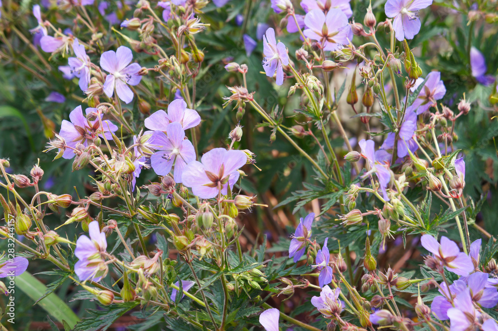 Geranium pratense hocus pocus cranesbill purple flowers Stock Photo ...