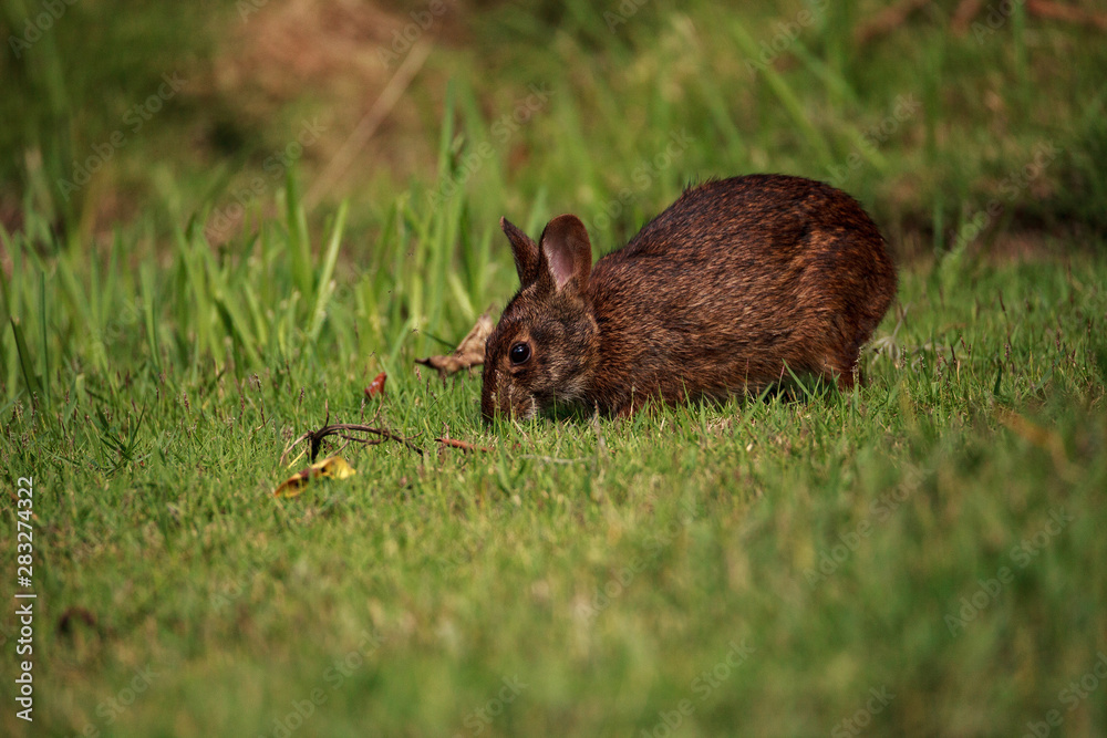 Sylvilagus Palustris