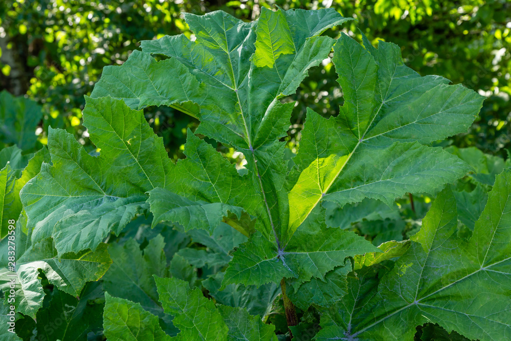 Heracleum sosnowskyi is apoisonous plant, commonly known as giant ...