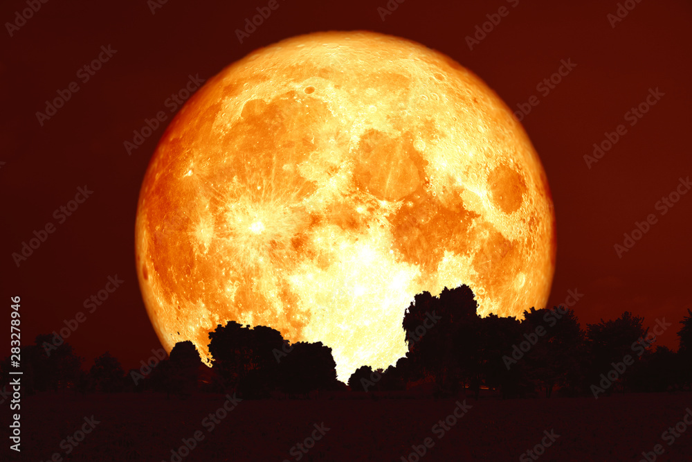full harvest blood moon on red sky and silhouette trees Stock Photo ...