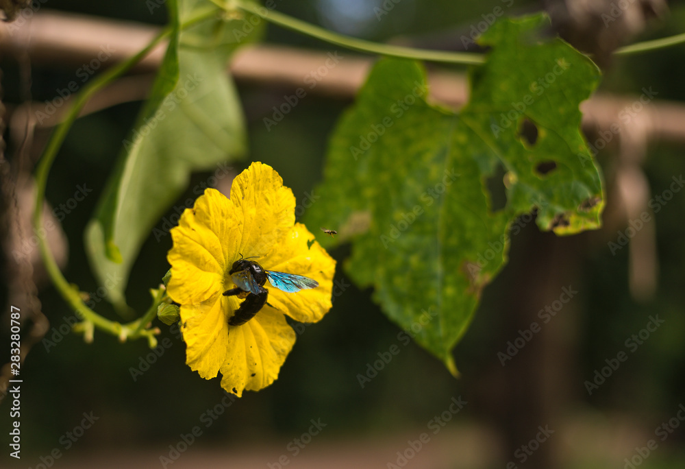 Carpenter bees females are pollinating on yellow Sponge Gourd flower ...
