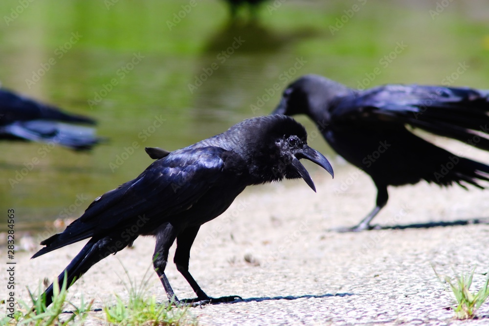 bird, crow, animal, raven, black, nature, wildlife, beak, rook, wild ...