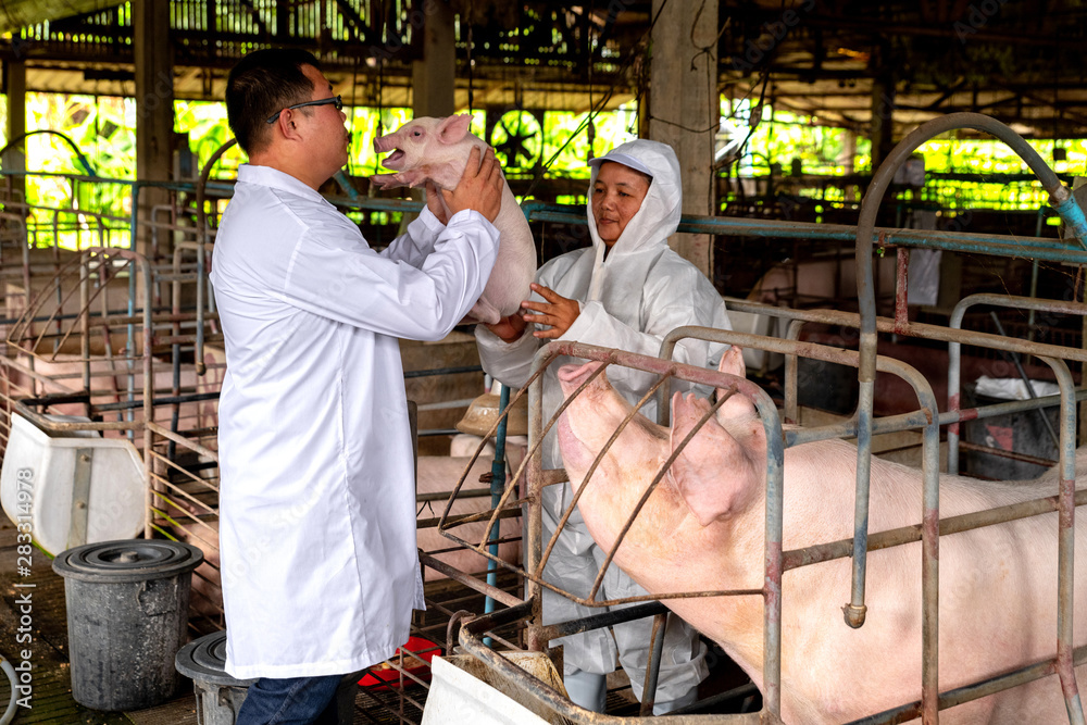 Asian veterinarian working and checking the big pig healthy in hog ...