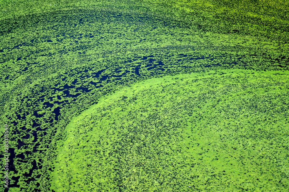 Algae polluted water. film of algae on surface of the water preventing ...