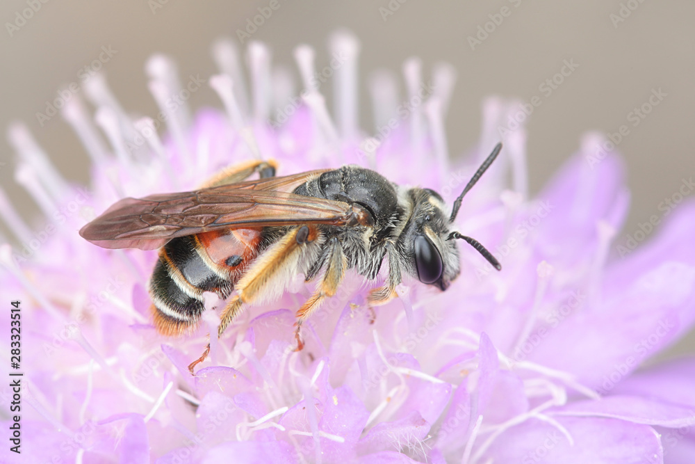 Andrena hattorfiana, a threatened species of mining bees belonging to ...