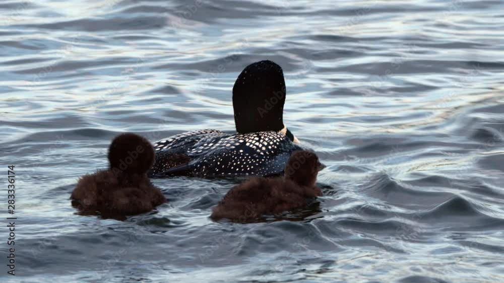 Common Loon family, gavia immer, Minnesota State Birds with parents ...