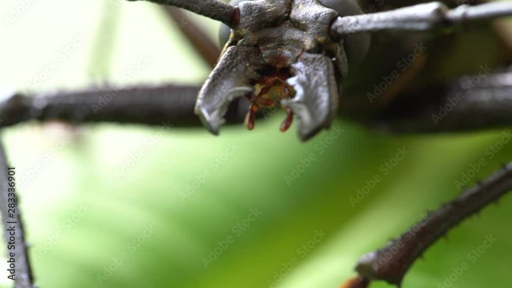 Giant Fijian longhorn beetle from island Koh Phangan, Thailand. Close ...